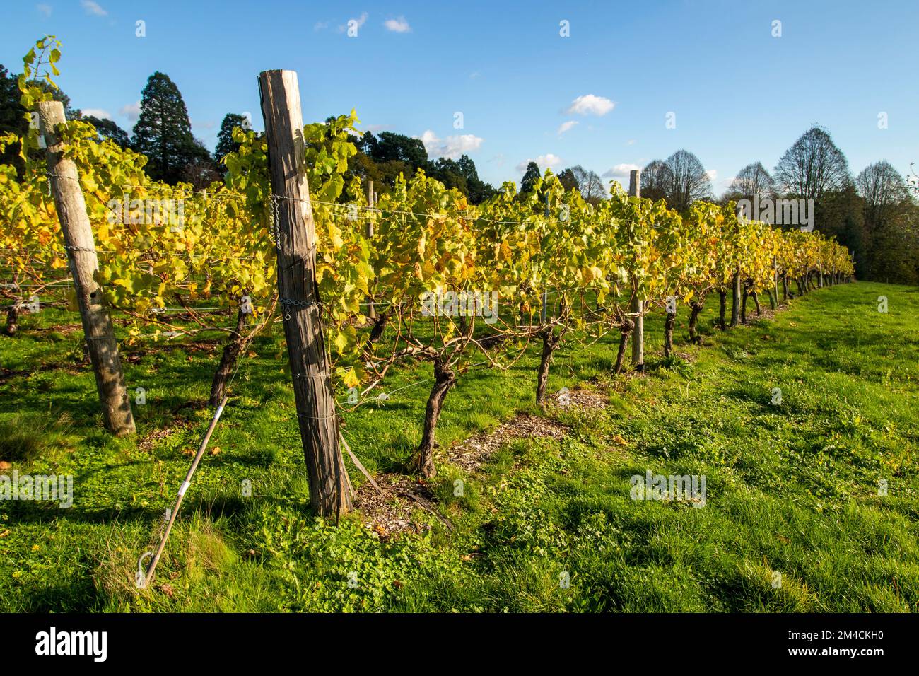 Beautiful English vineyard in summer sunshine. Print ready, high ...