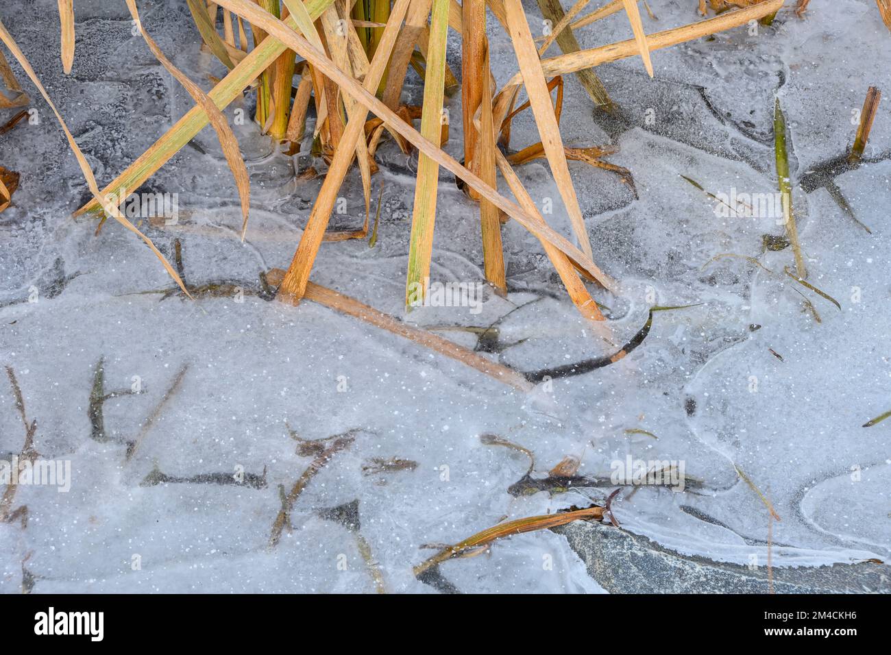 Ice patterns at the edge of a frozen beaver pond, Greater Sudbury ...