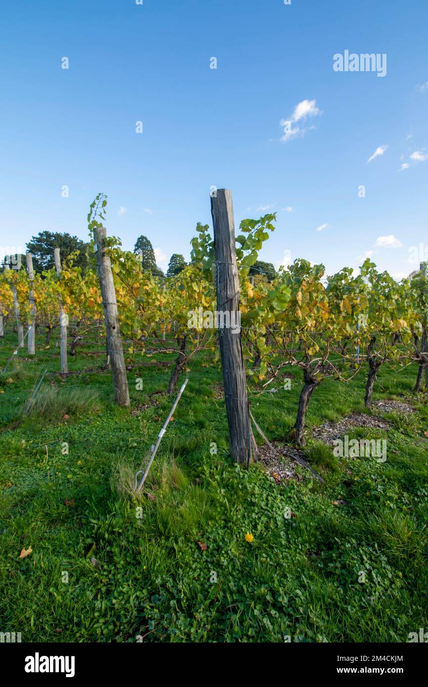 Summer sun landscape of English vineyard. Natural close up ...