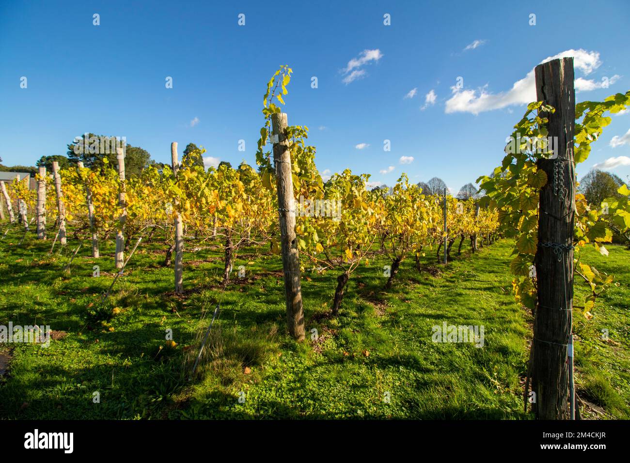 Summer sun landscape of English vineyard. Natural close up ...