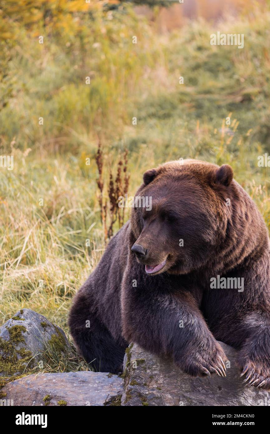 Grizzly Bear Alaska Girdwood Anchorage Stock Photo - Alamy