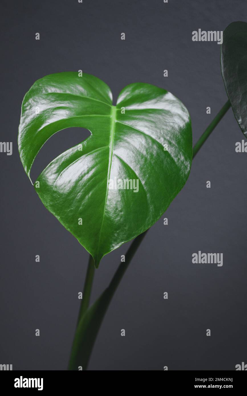 Horticulture houseplant hi-res stock photography and images - Alamy