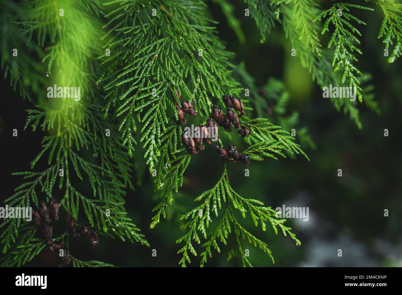 Cedar Tree Leaves, Pacific Northwest Stock Photo - Alamy