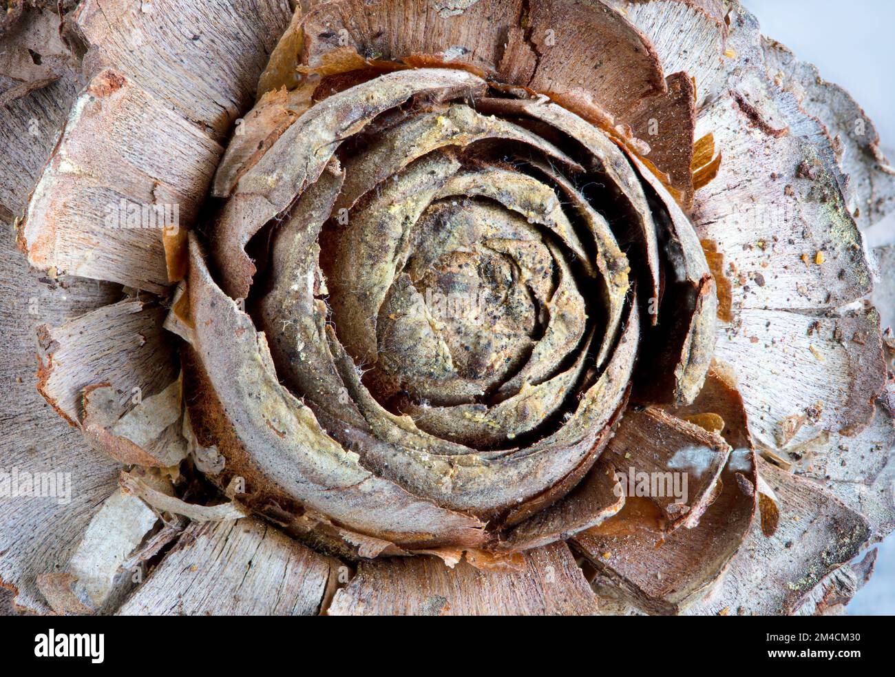 Very close up semi abstract patterns in nature of Lebanese Cedar Cedrus ...