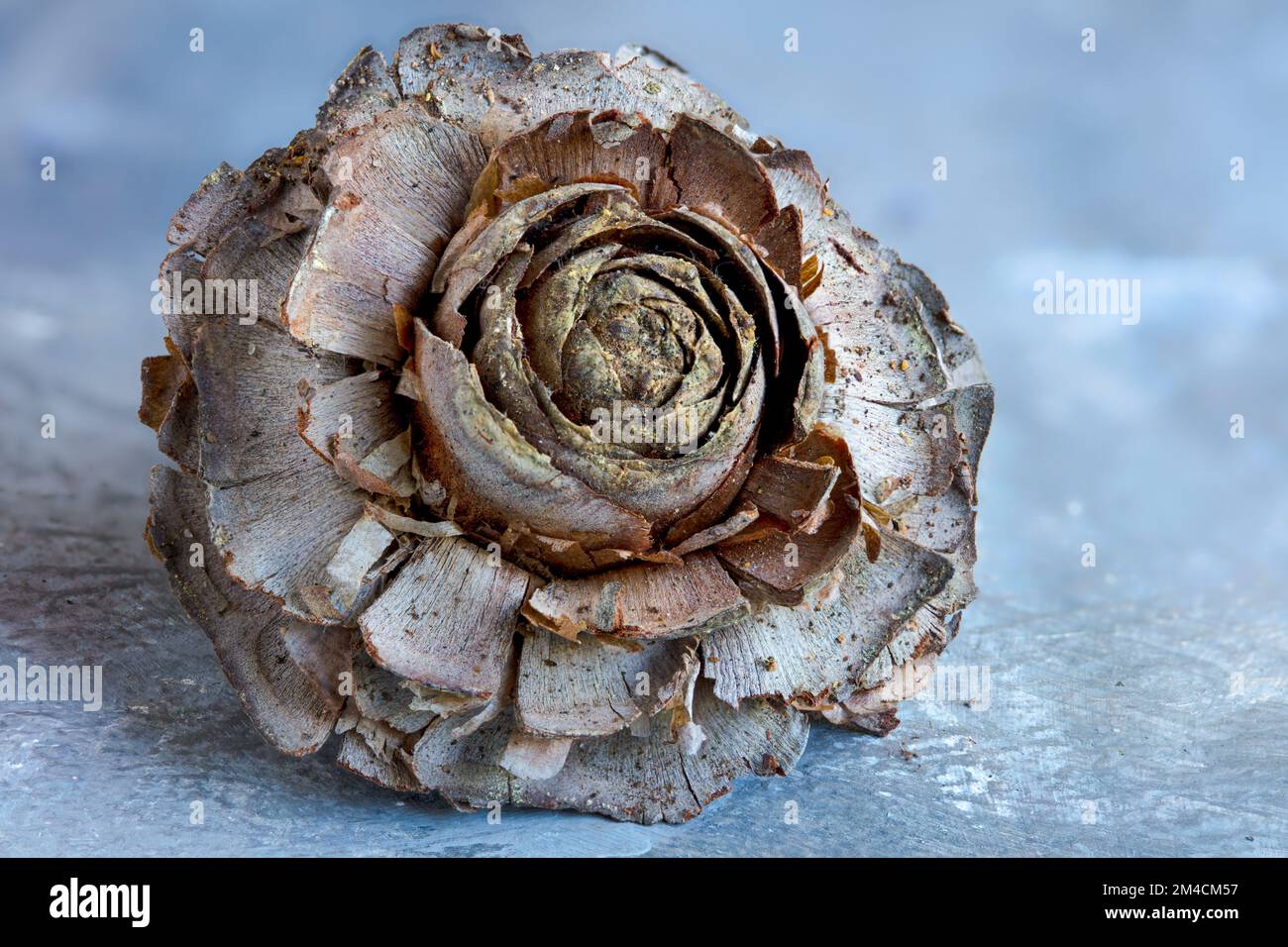 Very close up semi abstract patterns in nature of Lebanese Cedar Cedrus ...