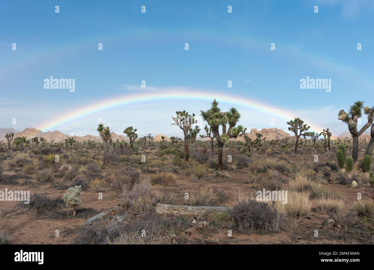 Rare double rainbows over Joshua Tree National Park as a storm passes ...