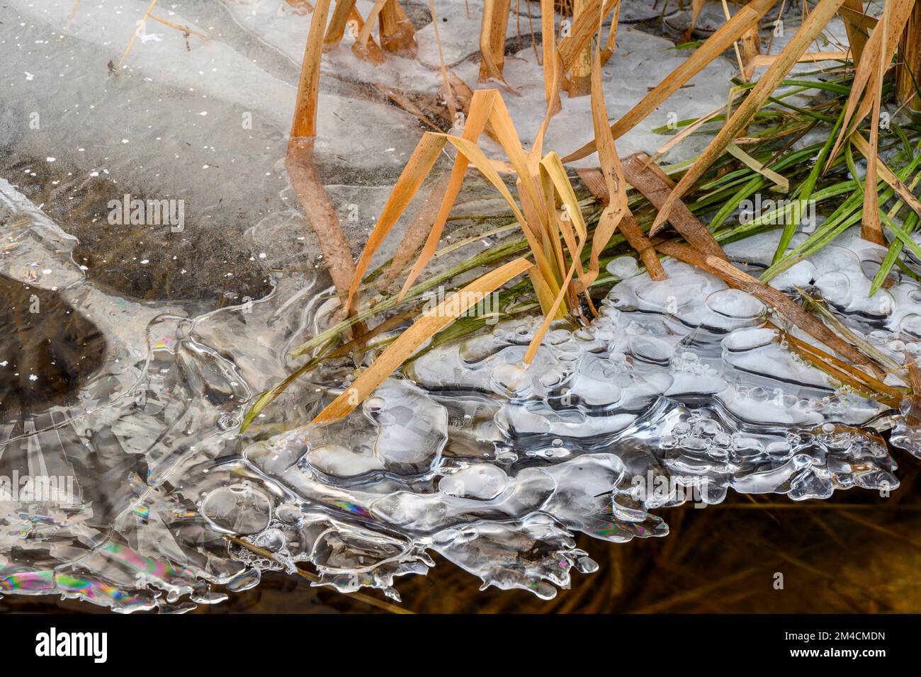 Ice patterns in a beaver pond at freeze-up, Greater Sudbury, Ontario ...
