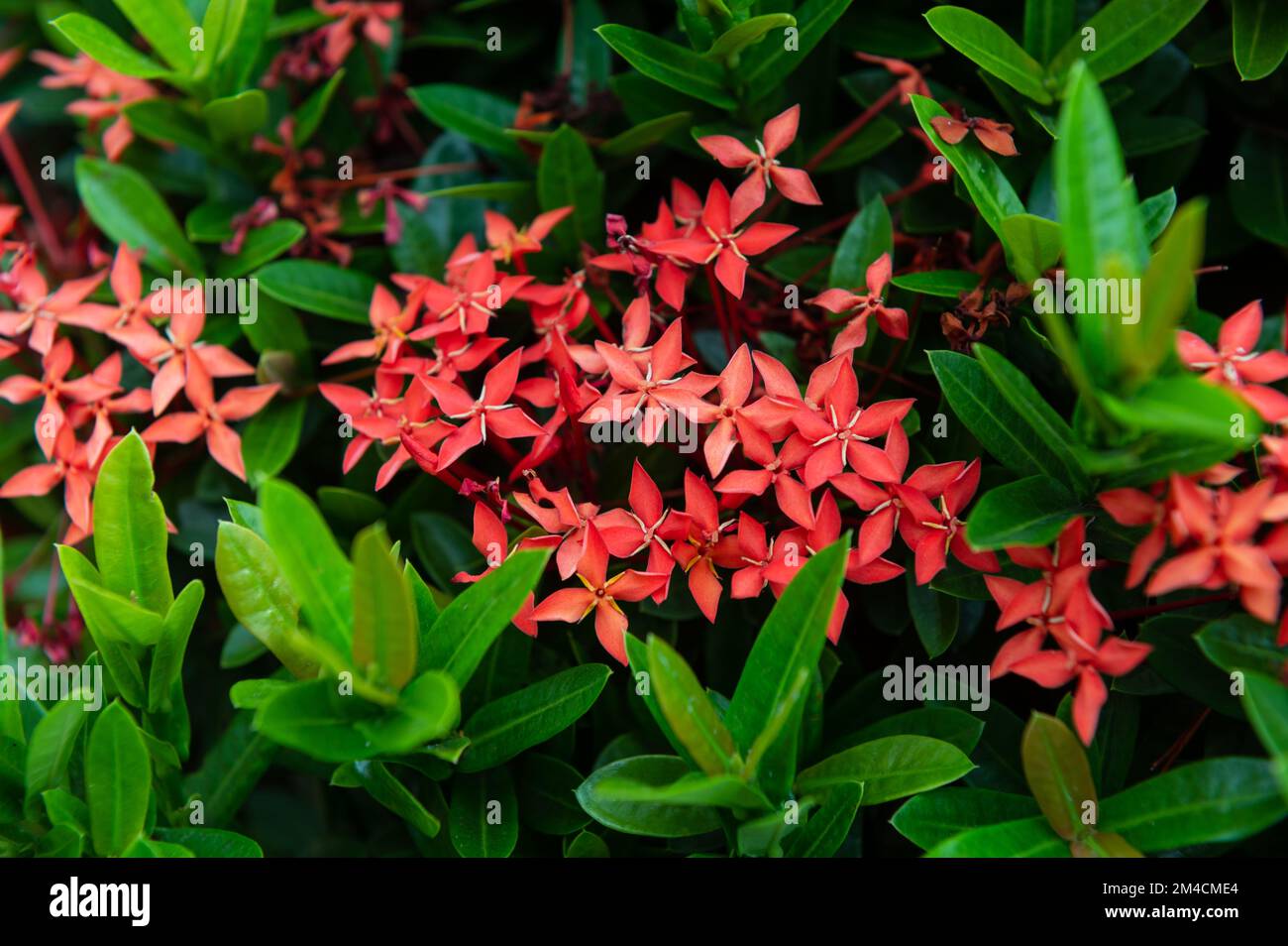 Rubiaceae flower hi-res stock photography and images - Alamy