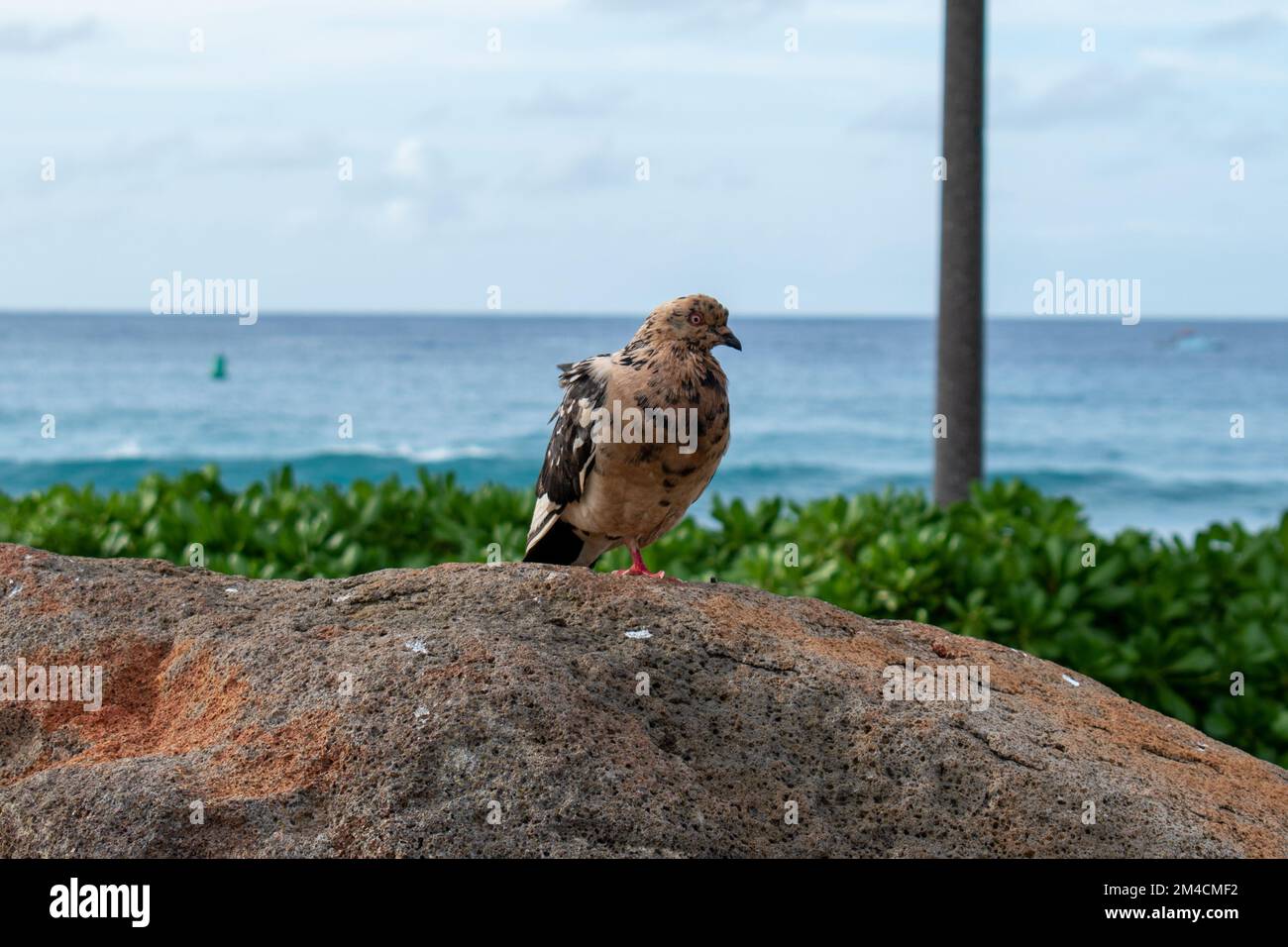 Miltiple color hi-res stock photography and images - Alamy