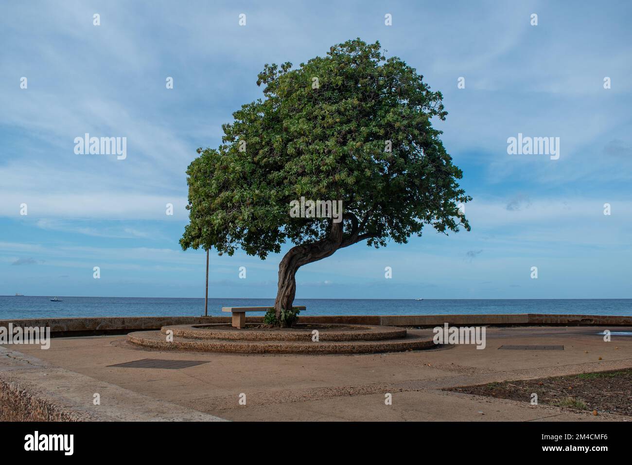 Beautiful single tree over looking the Pacific Ocean at Point Panic ...