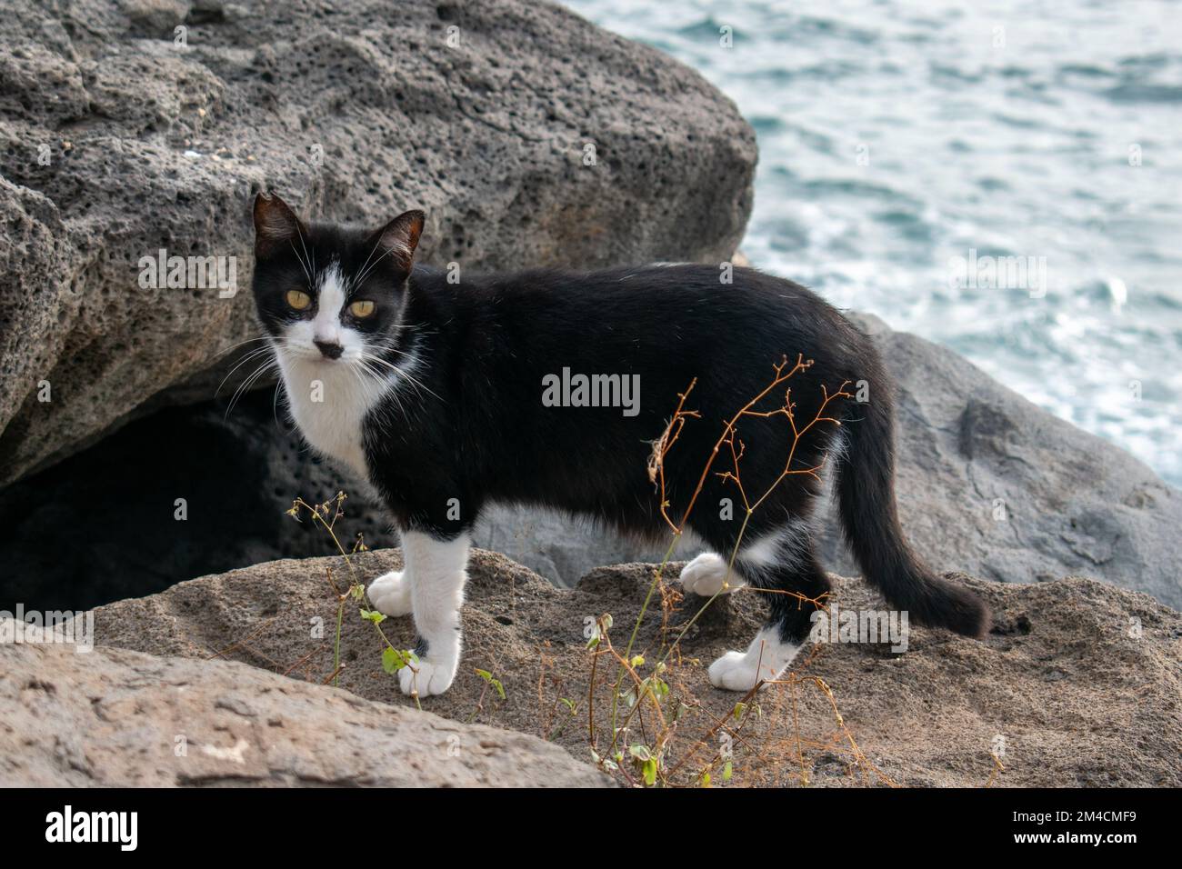 Cat living next to the ocean between rocks at Point Panic body beach ...