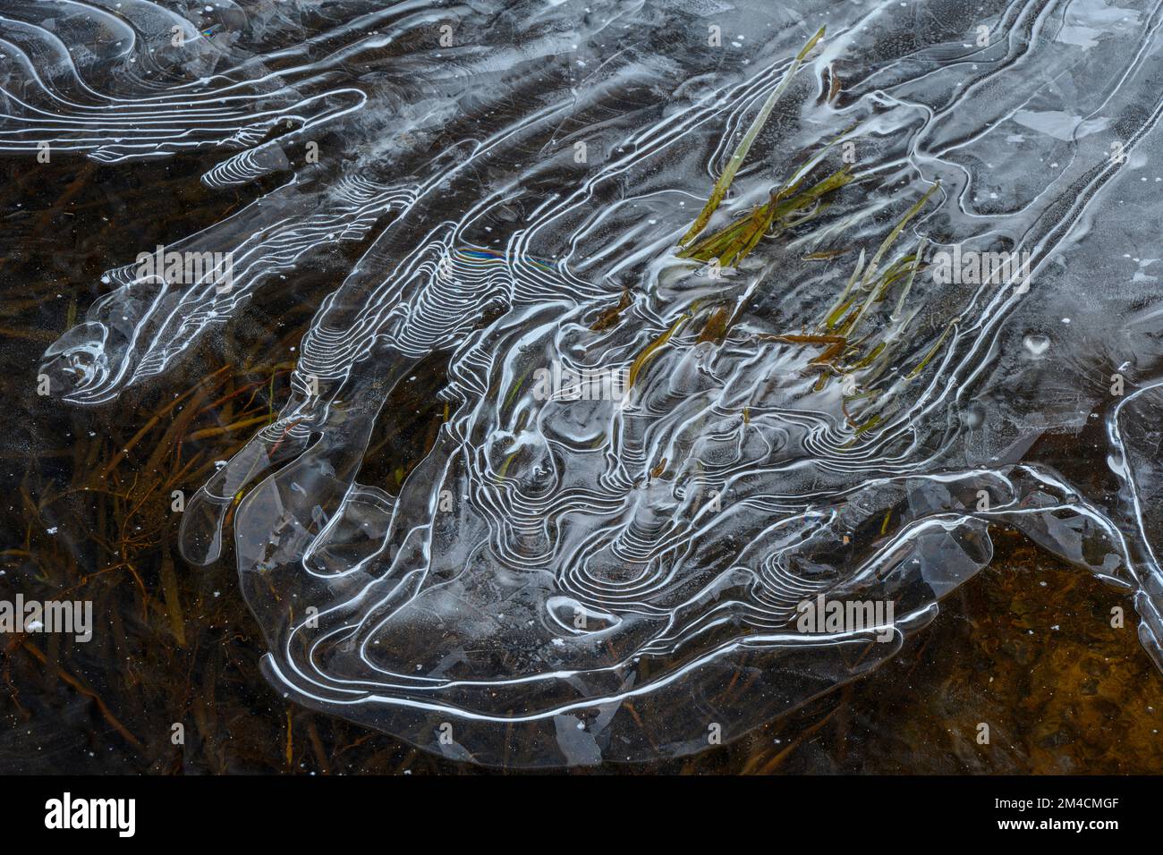 Ice patterns in a beaver pond at freeze-up, Greater Sudbury, Ontario ...