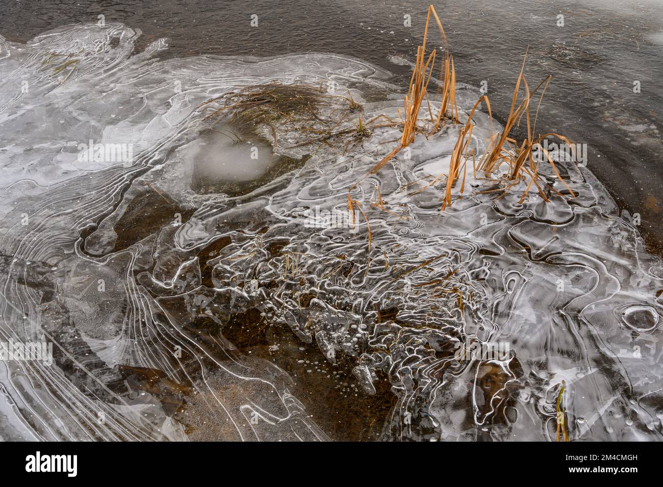 Ice patterns in a beaver pond at freeze-up, Greater Sudbury, Ontario ...