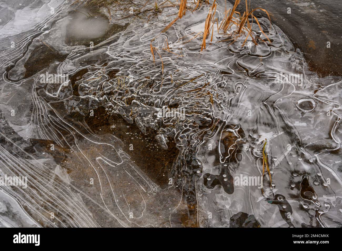 Ice patterns in a beaver pond at freeze-up, Greater Sudbury, Ontario ...