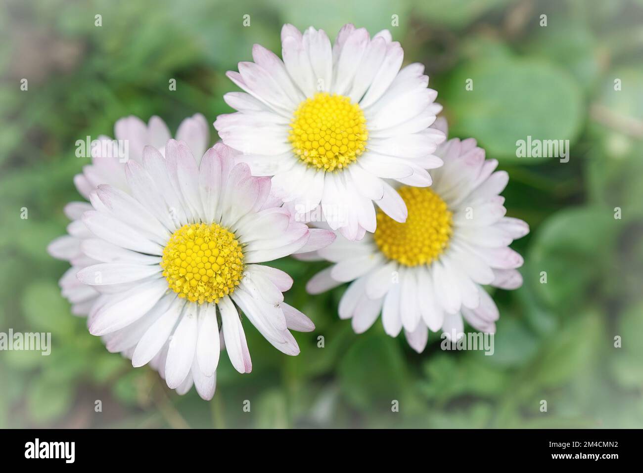 Natural closeup on three white yellow common daisy,, Bellis perennis ...