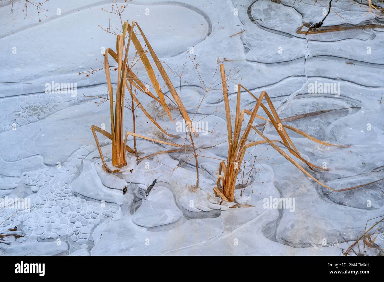 Ice patterns in a beaver pond at freeze-up, Greater Sudbury, Ontario ...