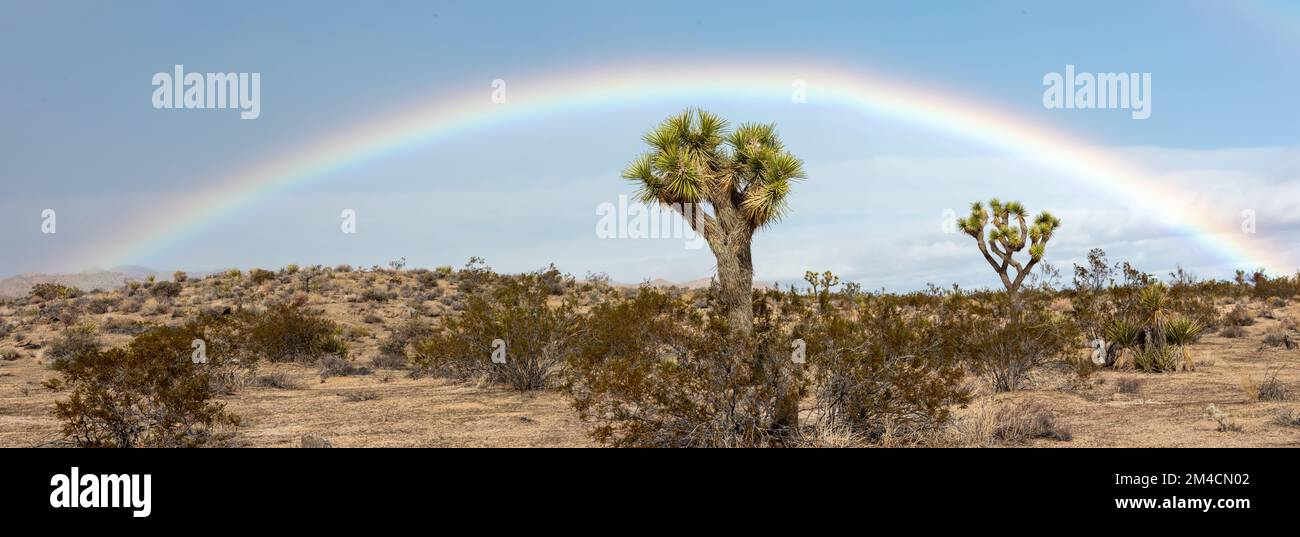 A rare rainbow over Joshua Tree National Park as a storm passes through ...