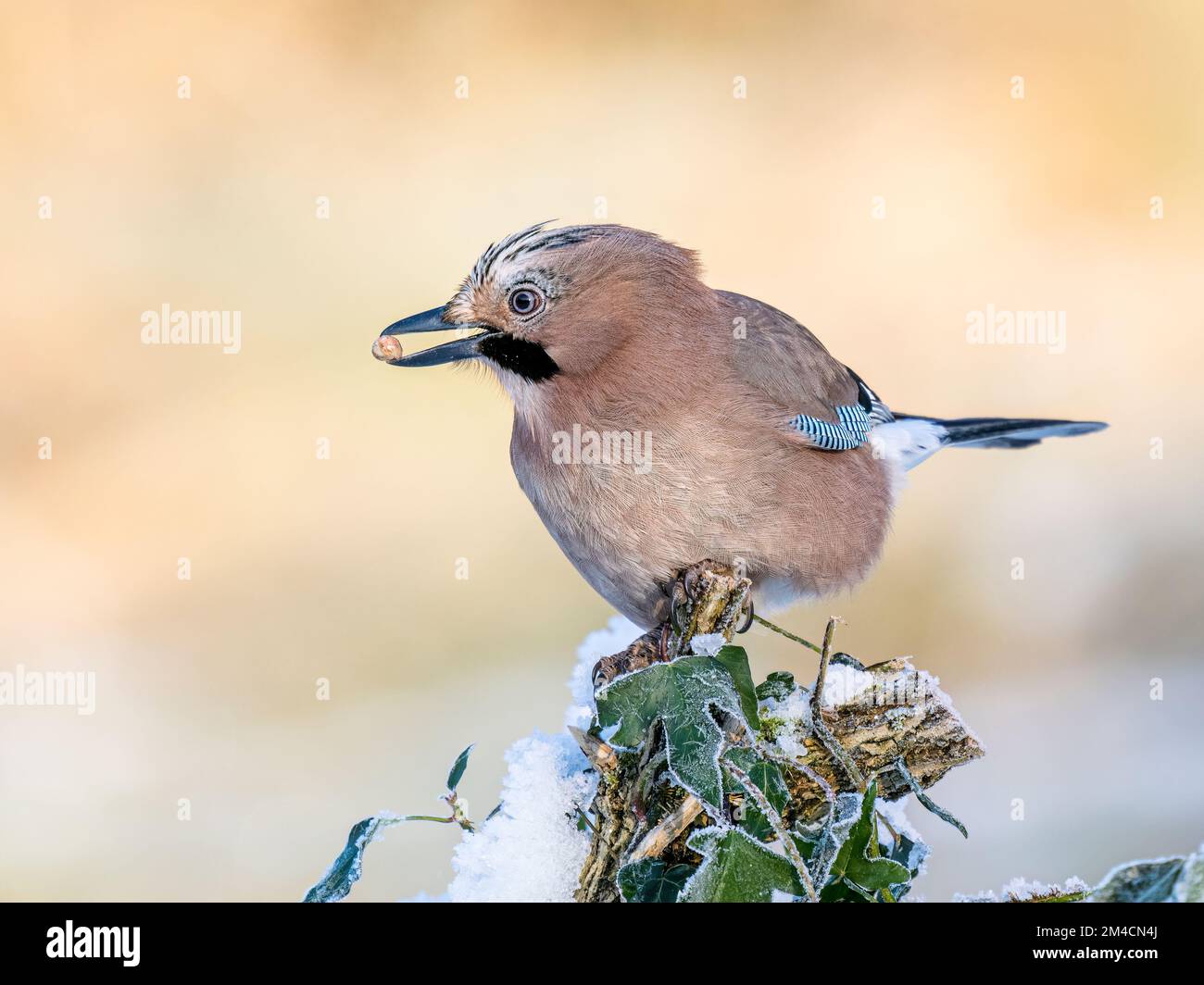 Jay winter uk hi-res stock photography and images - Alamy