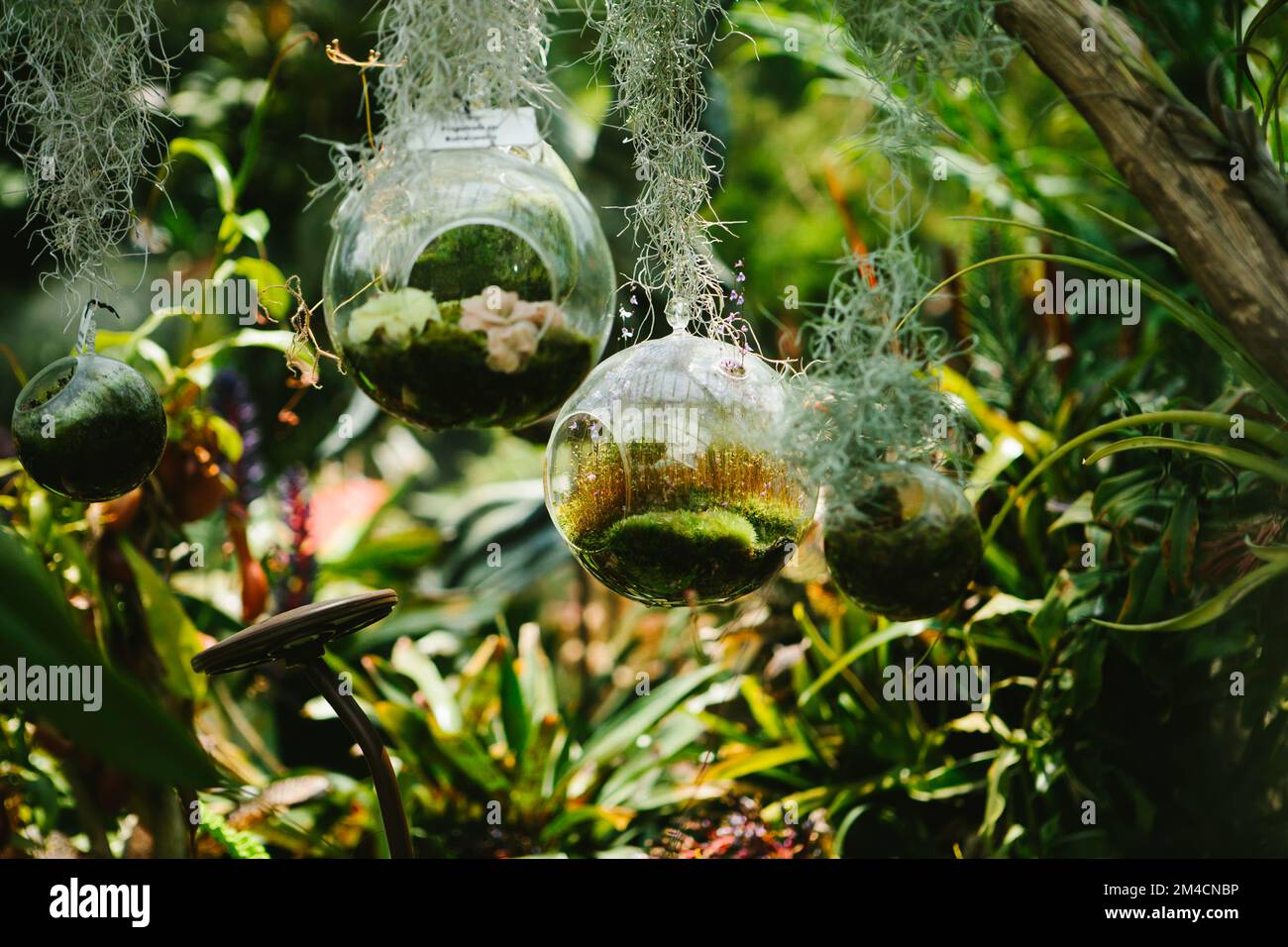 Mini gardens inside glass balls in botanical garden Stock Photo - Alamy