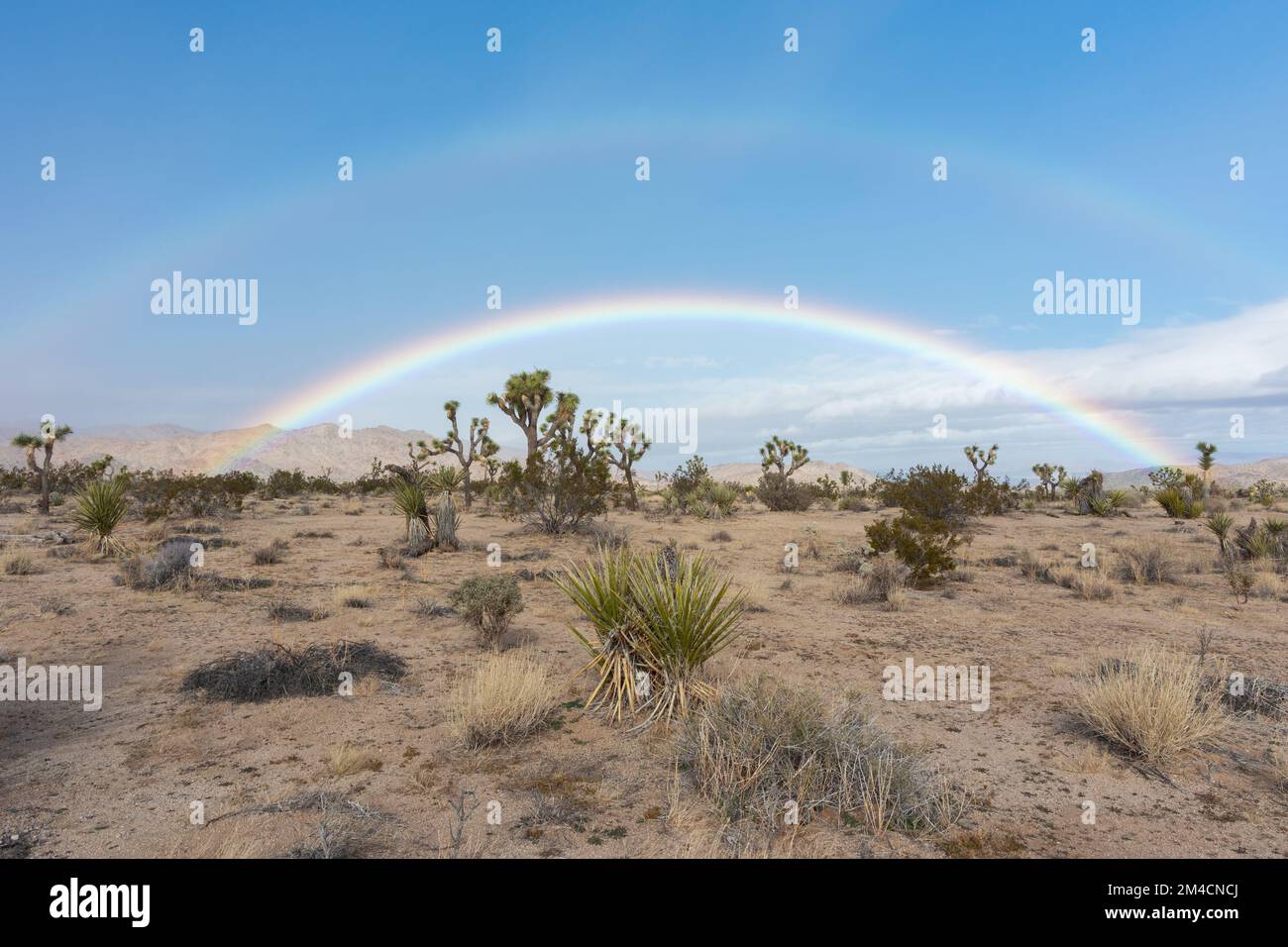 Rare double rainbows over Joshua Tree National Park as a storm passes ...