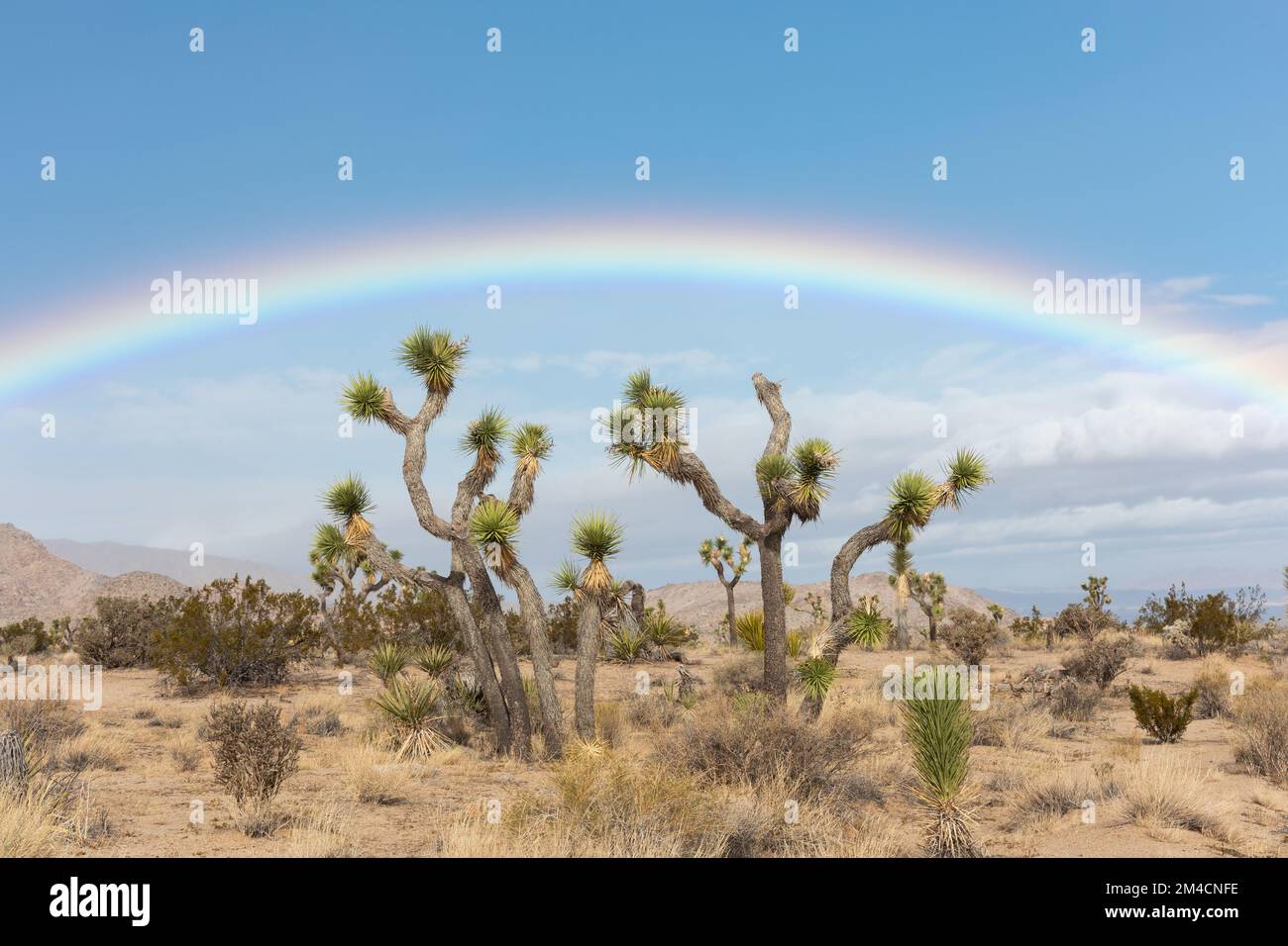 A rare rainbow over Joshua Tree National Park as a storm passes through ...