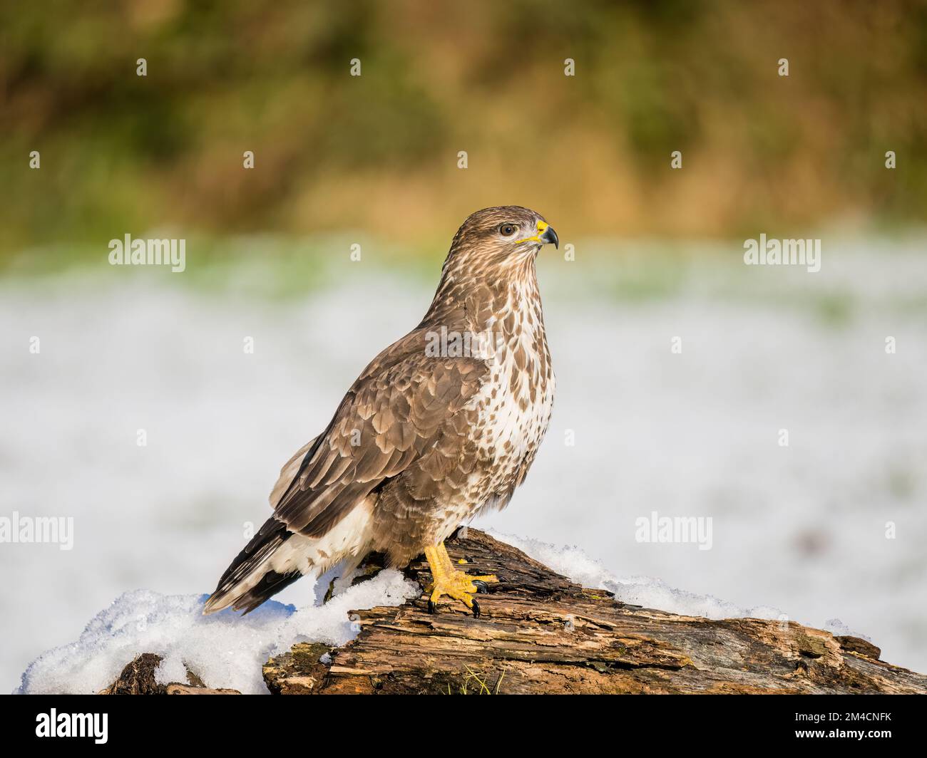 Uk buzzard snow hi-res stock photography and images - Alamy