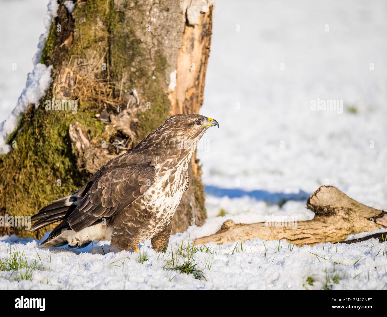 Uk buzzard snow hi-res stock photography and images - Alamy