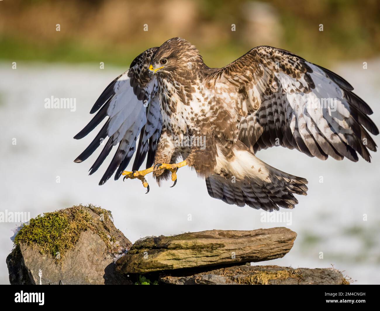 Uk buzzard snow hi-res stock photography and images - Alamy