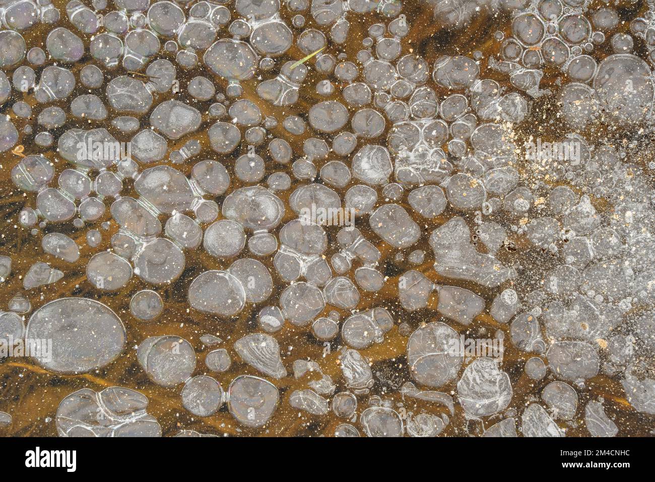 Ice patterns at the edge of a beaver pond, Greater Sudbury, Ontario ...