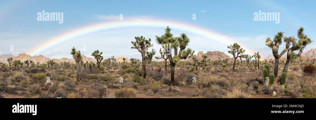 A rare rainbow over Joshua Tree National Park as a storm passes through ...
