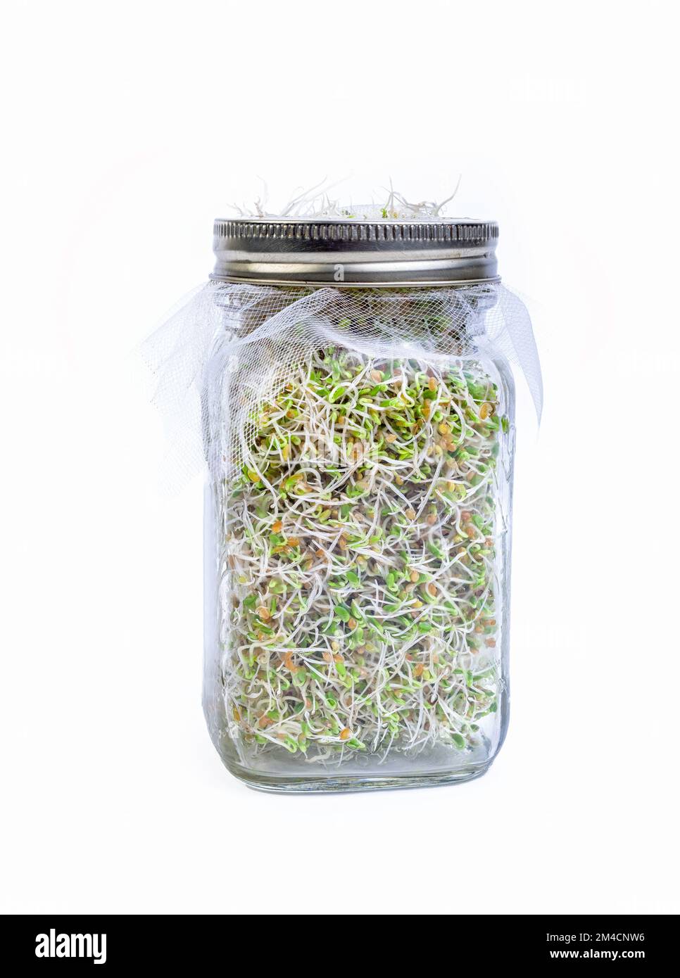 Organic healthy sprouts homegrown in a bottle Stock Photo - Alamy