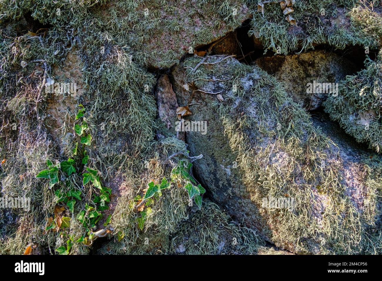 Out and about on the Ertholmen islands, weathered historical wall ...