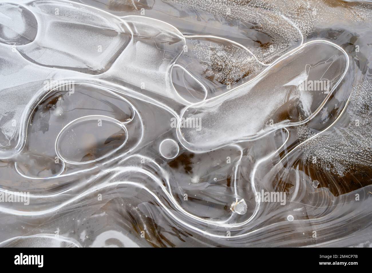 Ice patterns at the edge of a beaver pond, Greater Sudbury, Ontario ...