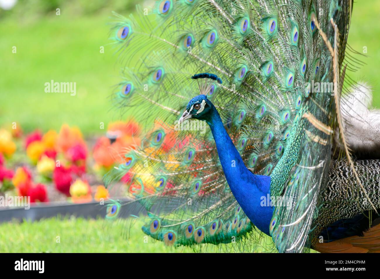 Peacock wandering past a colourful flower bed in Sydney, Australia on a ...
