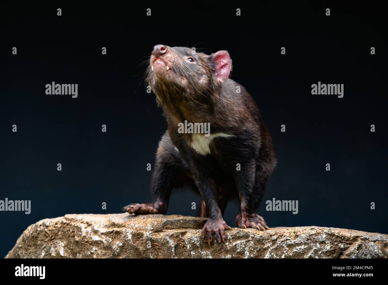 Tasmanian devil smells the air on a warm summer day in an enclosure ...