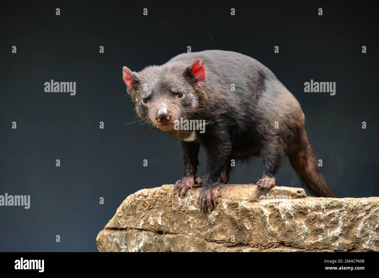 Tasmanian devil perched on a rock in an enclosure in Sydney, Australia ...