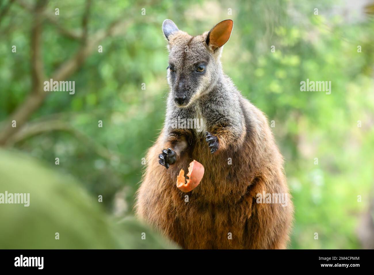 Wallaby drops a fruit peel in the bushland of Sydney, Australi Stock ...