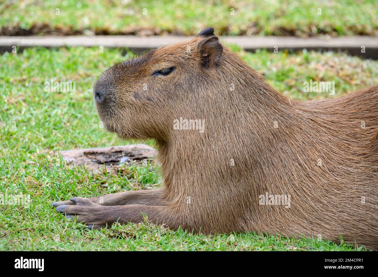 Capybara in sydney australia hi-res stock photography and images - Alamy