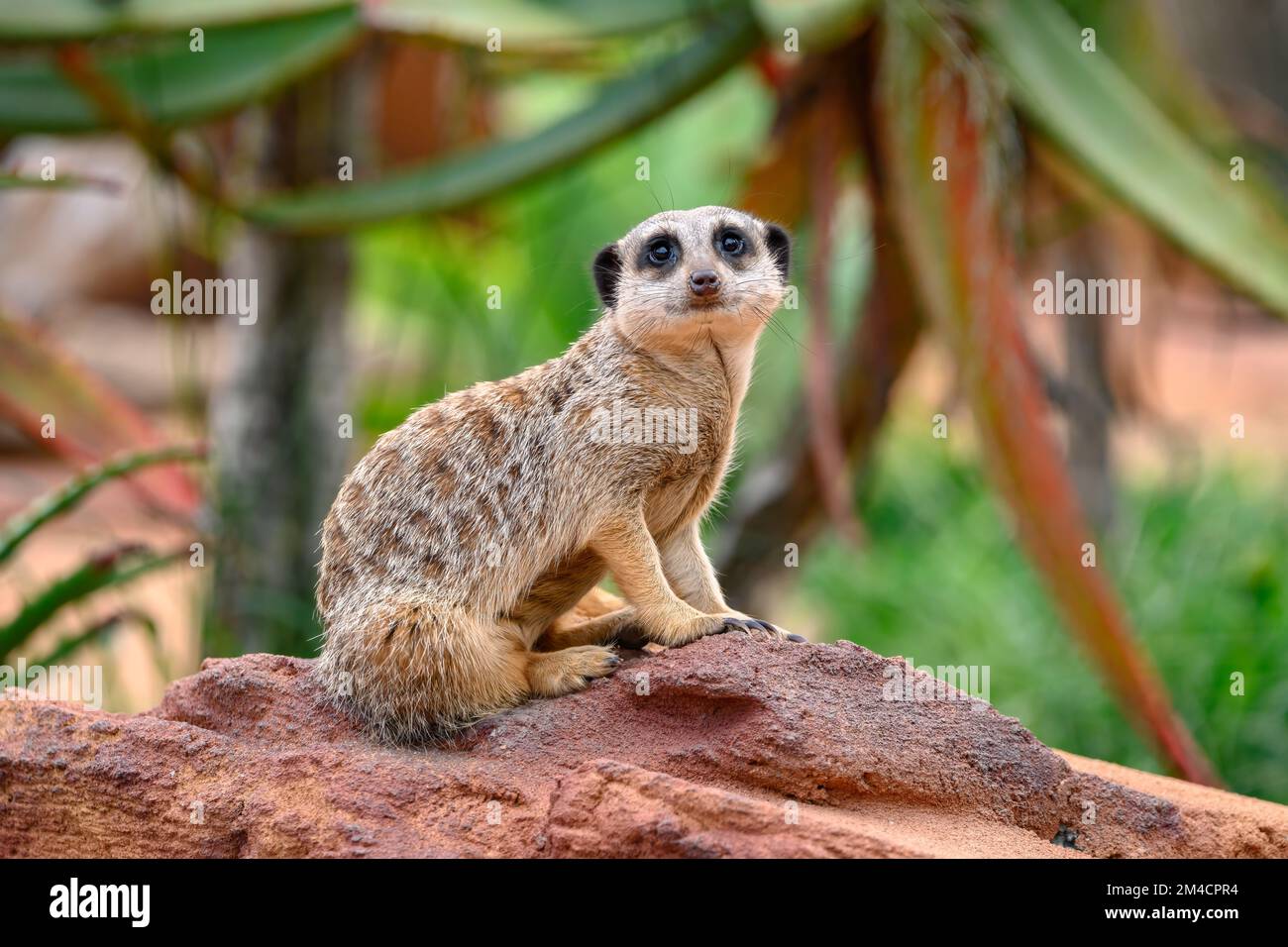 Meerkat watching over its enclosure at a zoo in Sydney, Australia Stock ...