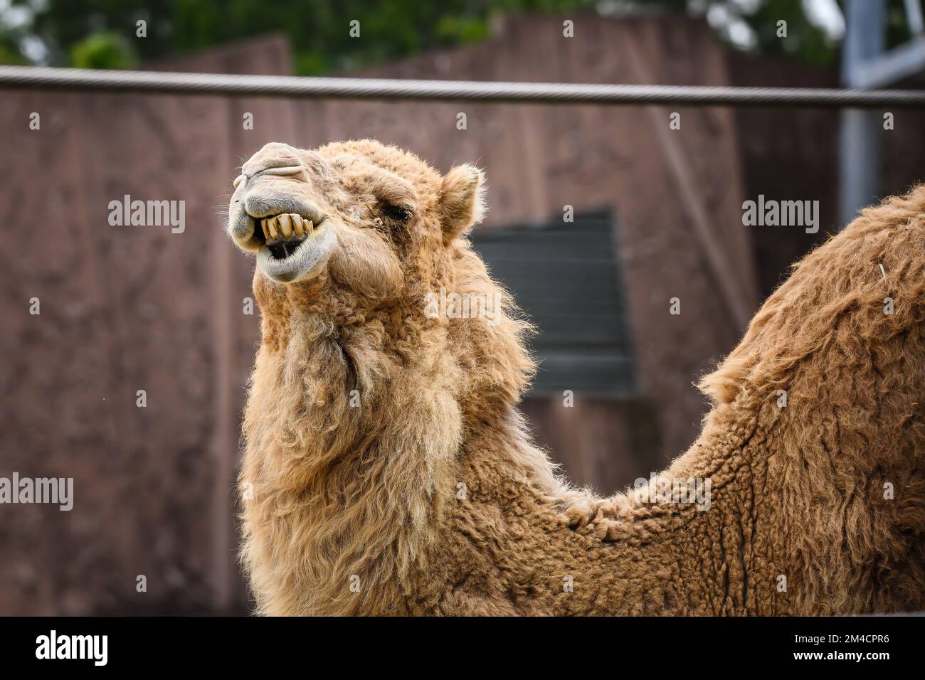 Camel in a Sydney zoo grinds its teeth in a humorous display Stock ...