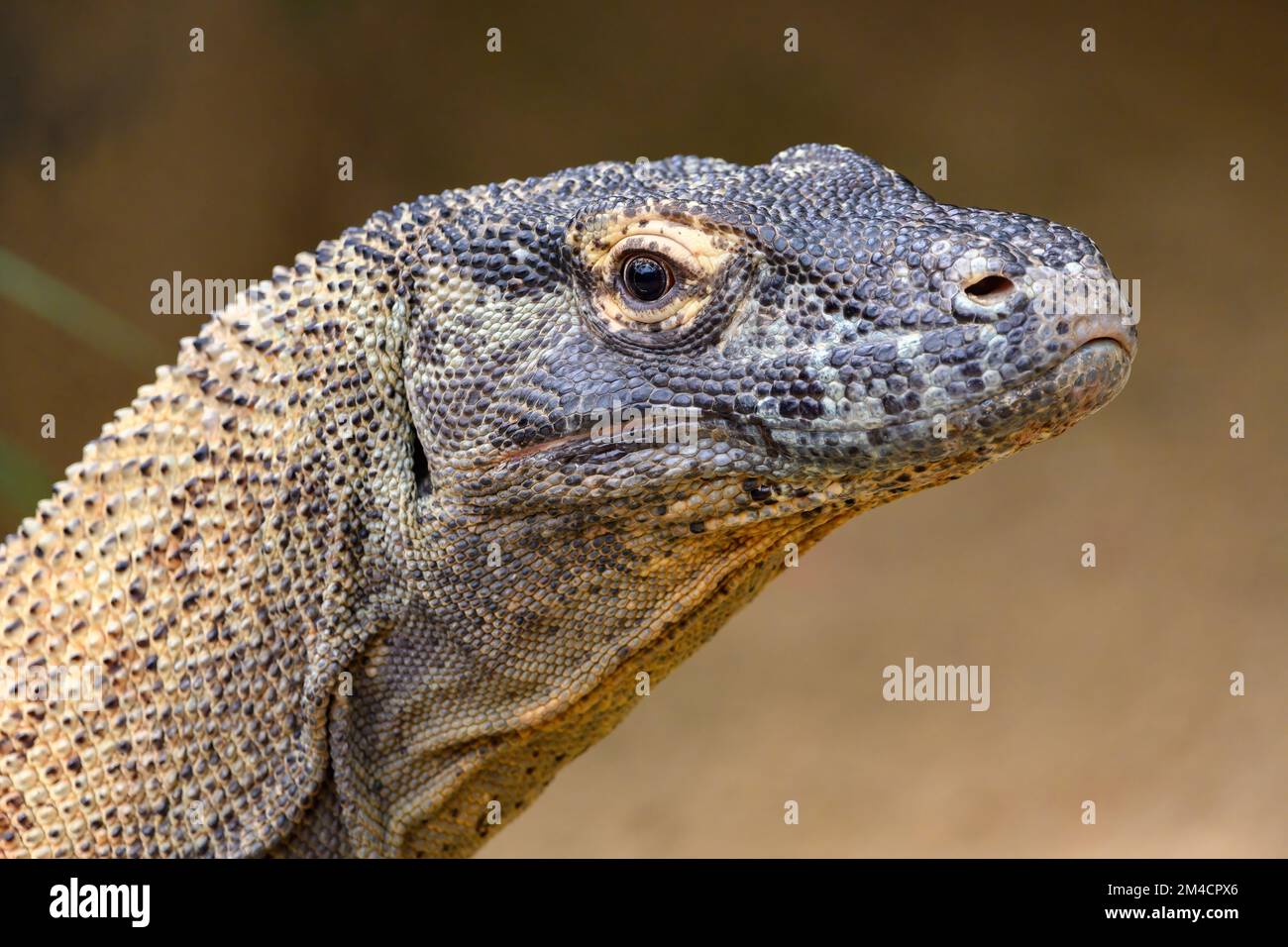 Komodo dragon portrait in the summer sun at a zoo in Sydney, Australia ...