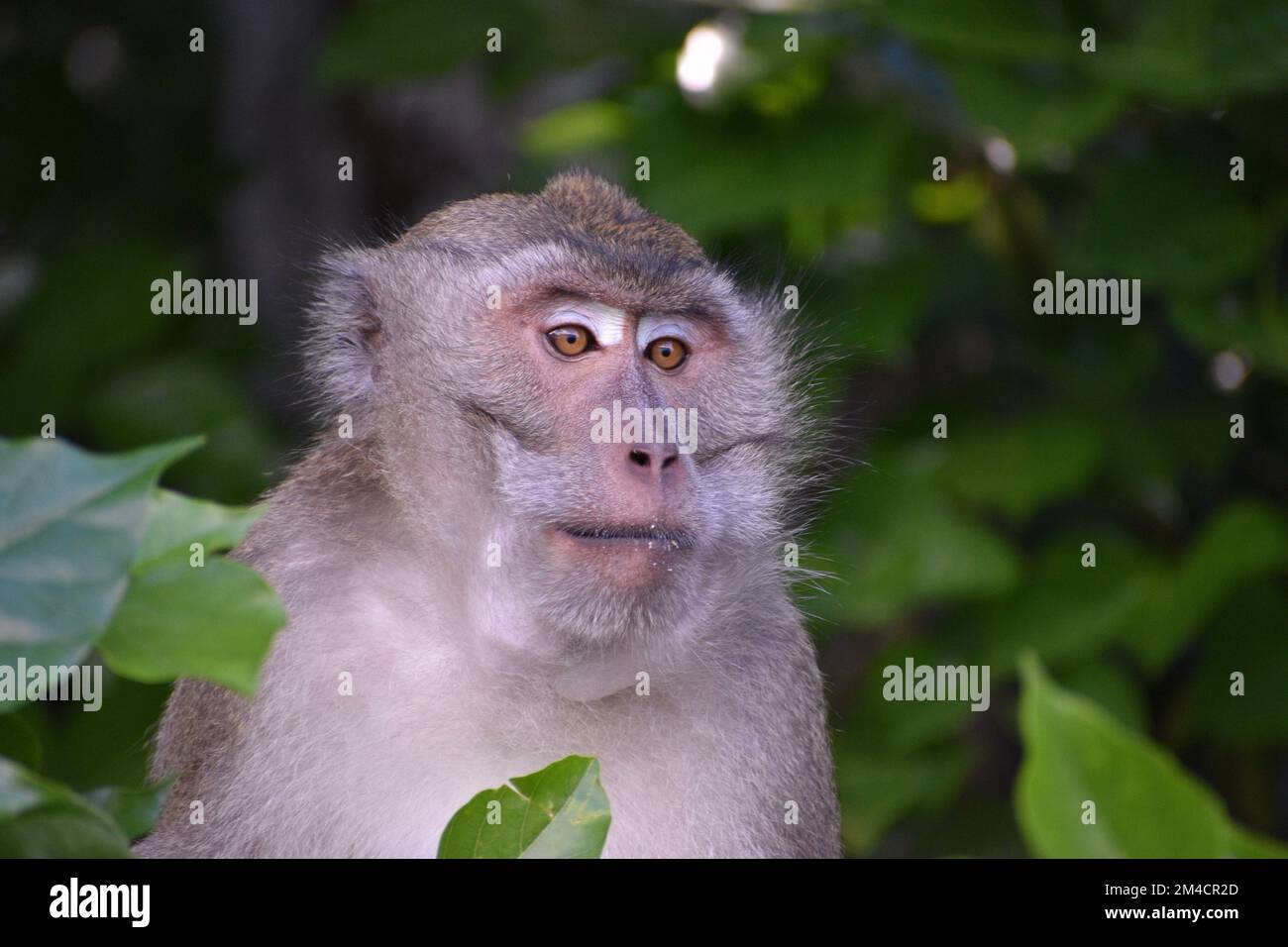 A closeup of macaque monkey in background of tree Stock Photo - Alamy