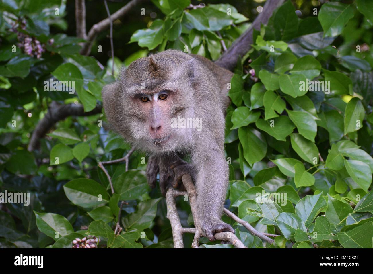 A closeup of macaque monkey perching on tree Stock Photo - Alamy