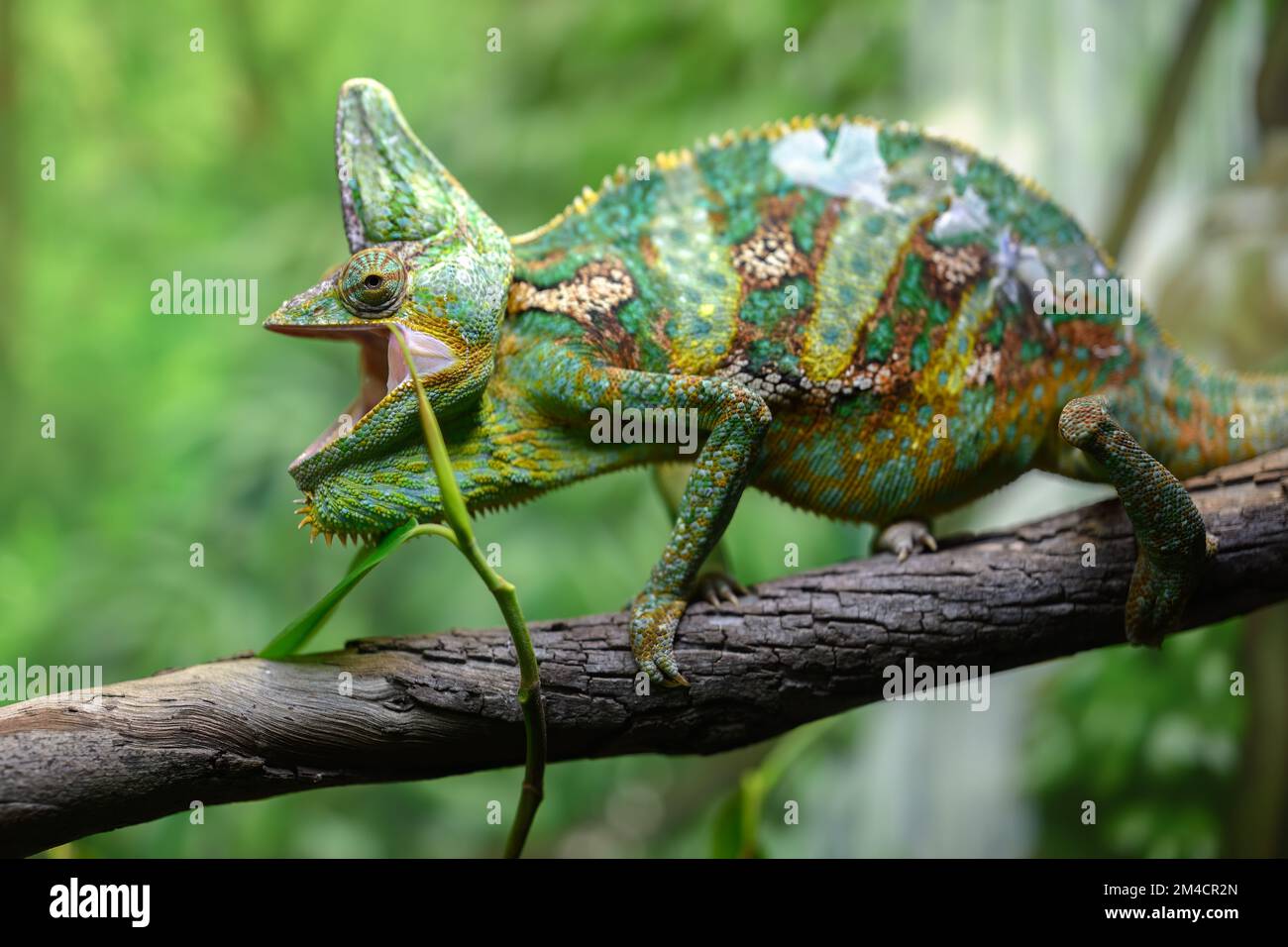 Chameleon opens its mouth wide in its enclosure at a zoo in Sydney ...