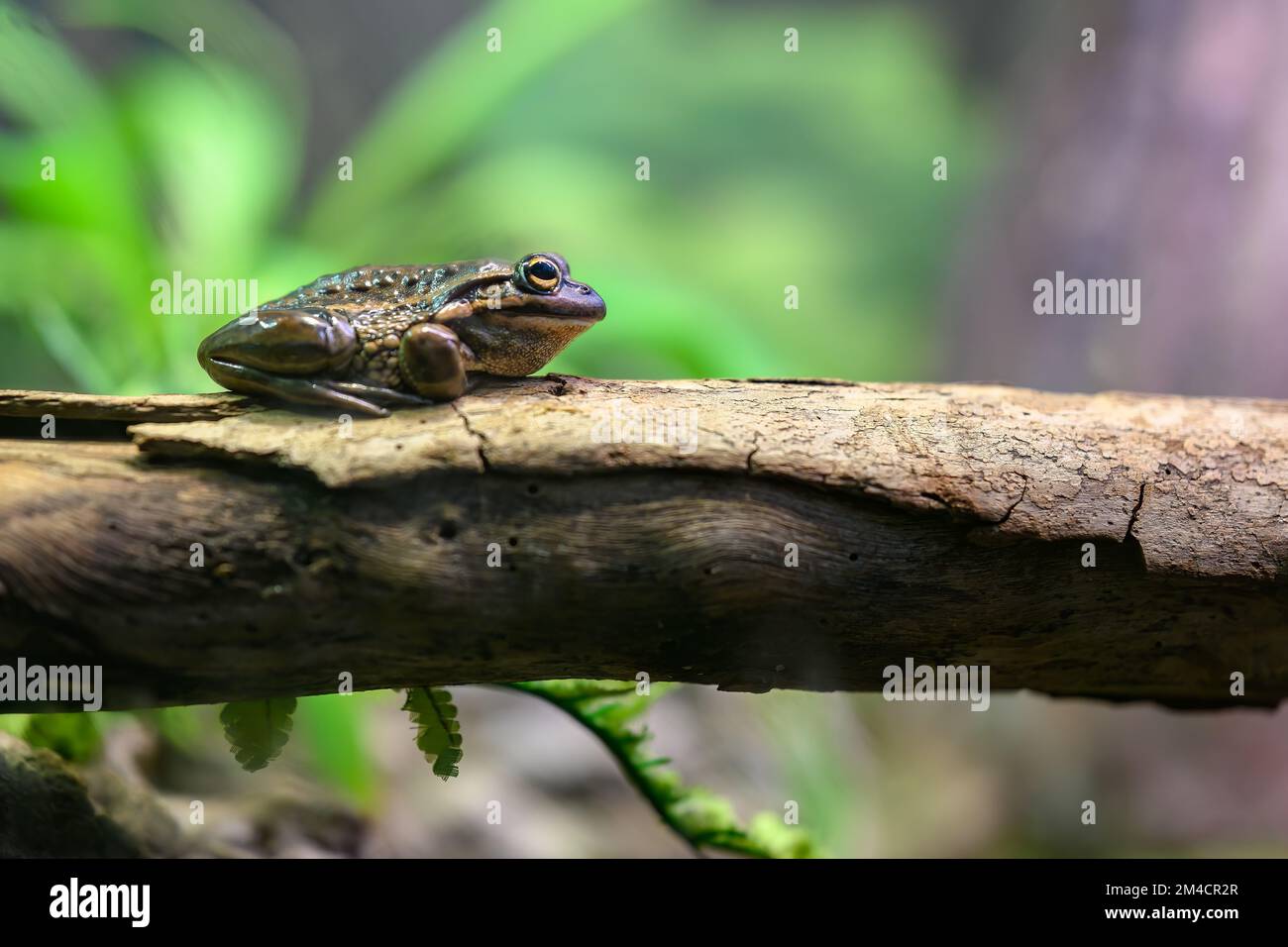 Python in a reptile house at a zoo in Sydney, Australia coiled in its ...