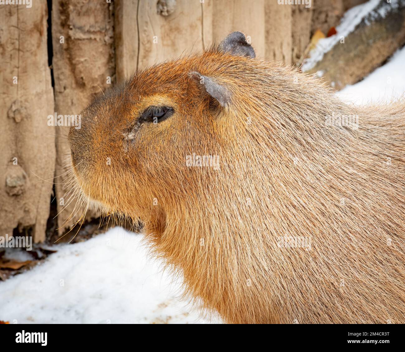 Adorable Capybara close up in winter with snow Stock Photo - Alamy