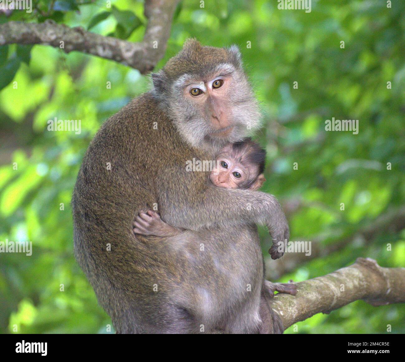 A closeup of macaque monkey hugging baby and perching on tree Stock ...