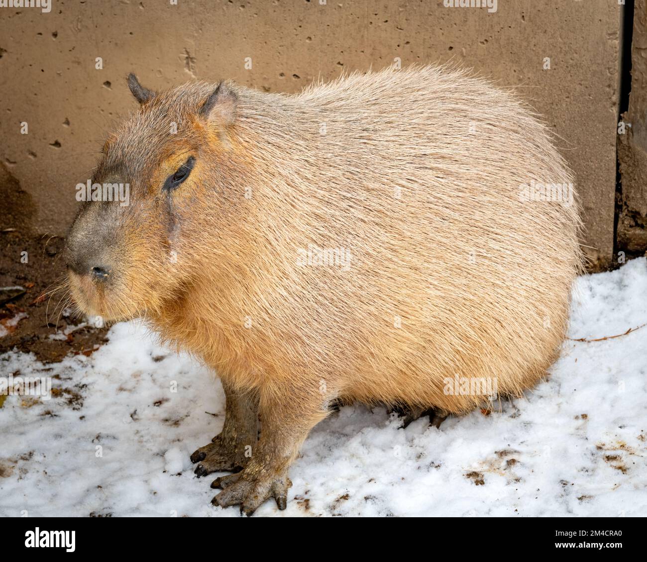 Broun round Capybara on a cold winter morning Stock Photo - Alamy
