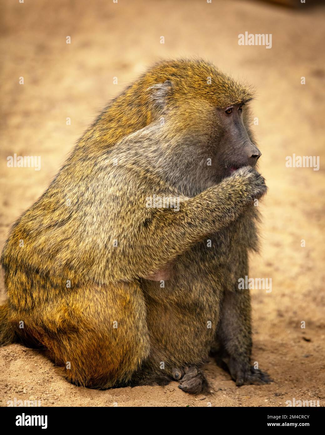 Monkey Baboon with brown fur sits in the sand eating Stock Photo - Alamy