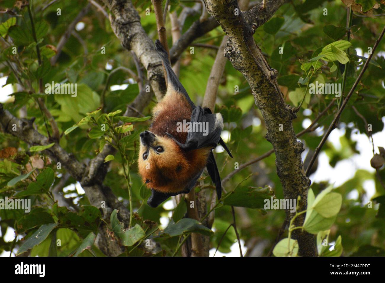Great flying fox hi-res stock photography and images - Alamy